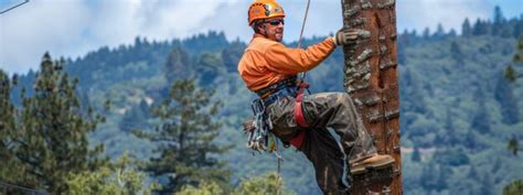 Tree Climber Ascending A Tall Trunk Premium Ai Generated Image