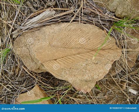Ancient Fossil In Grass Stock Image Image Of Photograph 93283107