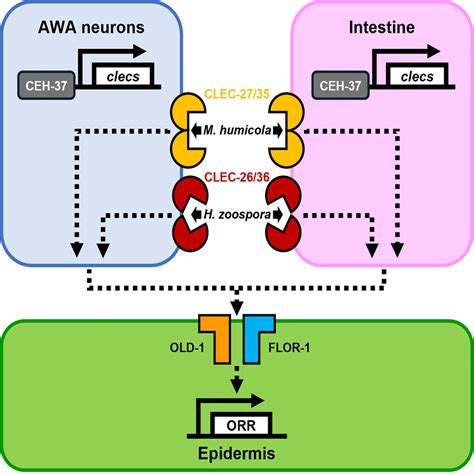 Paired C Type Lectin Receptors Mediate Specific Recognition Of Divergent Oomycete Pathogens In C