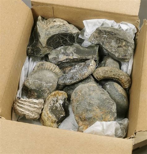 1 1 5 Kg Mystery Fossil Bundle Etsy