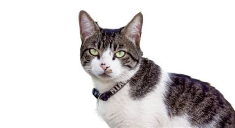 American Wirehair Cat Breed Size Appearance And Personality