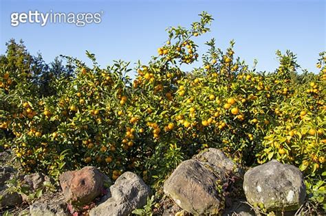 귤 귤나무 나무 식물 풍경 전경 실외 과수원 풍경 전경 실외 농업 농촌 농장 애월읍 제주시 제주도 국내여행 한국 이미지 A12215197 게티이미지뱅크