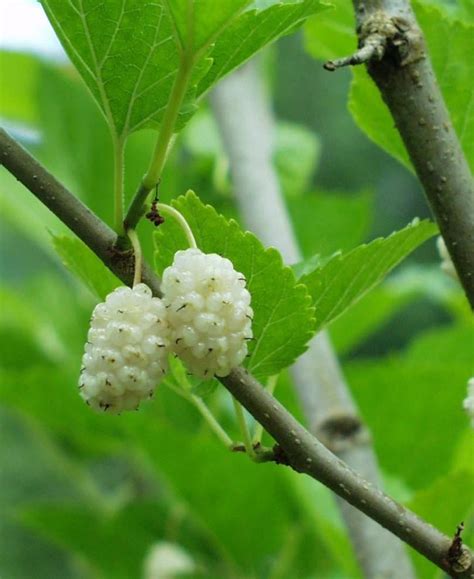 White Mulberry Tree Fast Growing And Raintree Nursery