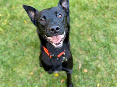 Black Belgian Malinois Lab Mix