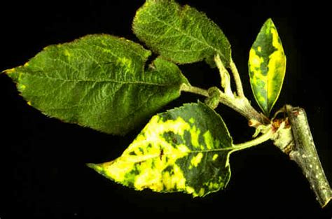 Apple Virus Diseases Hortsense Washington State University