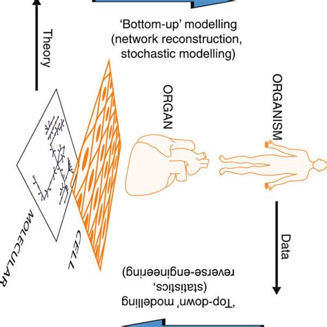 ‘top Down Vs ‘bottom Up Approaches To Modelling Biological Systems Download Scientific