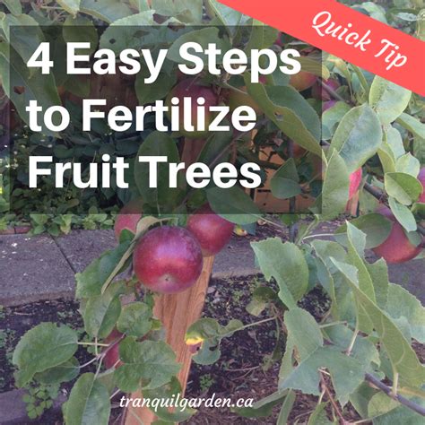Which Fertilizer Is Best For Apple Trees Typeost
