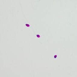 Exemplary Microscopic Images Contained In The Data Set Pictures A D Download Scientific