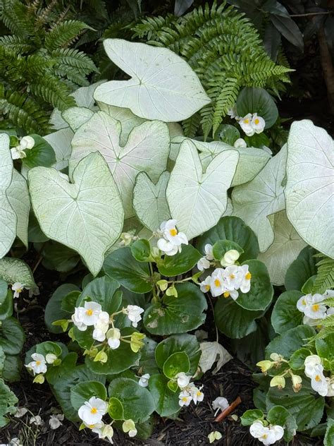 Norman Surefire White Begonia Seed Here At The Illges Woodruff House