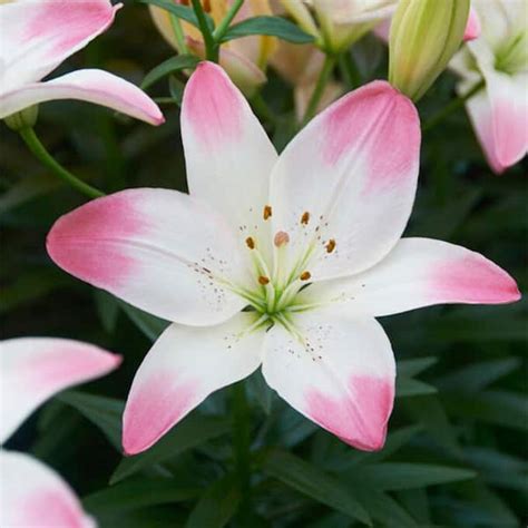 Masterpiece Flower Company 8 0 White Lilium Premium Easter Lily Bulb Floral Plant 1 Pack