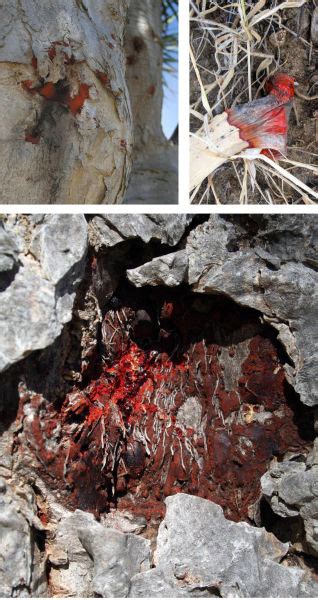 A Tree That Bleeds Pics Izismile Com