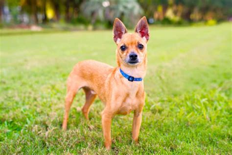 Deer Head Chihuahua Everything You Need To Know