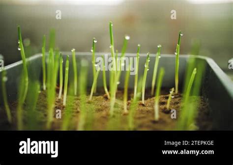 Sprouted Corn Seeds Close Up Laboratory Container With Corn Seed