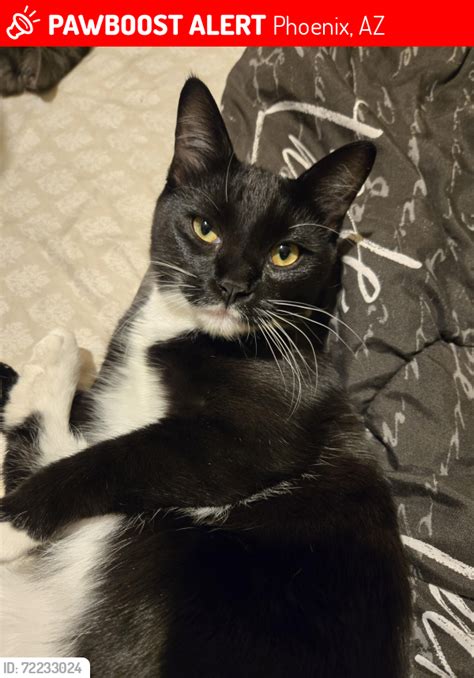 Phoenix Az Lost Female Cat Teata Is Missing Pawboost