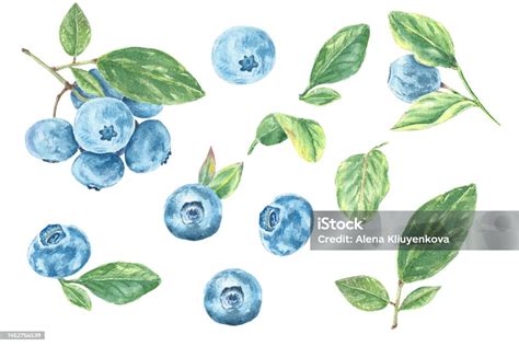 수채화 블루베리 클립아트 그림입니다 손으로 그린 식물 스타일 격리 된 숲 베리 결혼식에 사용 하기 위해 흰색 배경에 나뭇잎이있는 나뭇 가지 수채화 물감에 대한 스톡 벡터