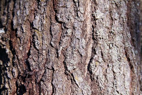 Tree Bark Texture Free Photo On Pixabay Tree Bark Texture Free Photo On Pixabay