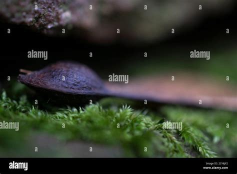 Macro Photograph Of A Sycamore Seed Resting On Lush Green Moss