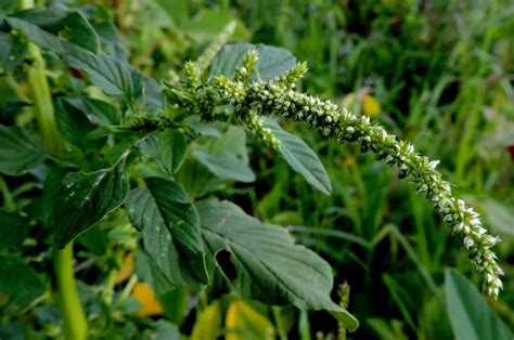 Amaranthus Spinosus Extract Powder Packaging Type Drum At Best Price