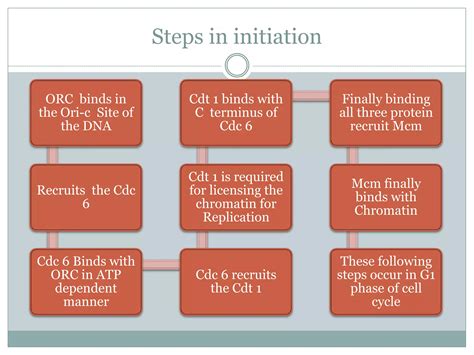 Dna Replication In Eukaryotes Ppt