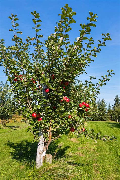 Honeycrisp Apple
