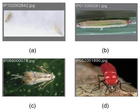 Lp Yolo A Lightweight Object Detection Network Regarding Insect Pests For Mobile Terminal
