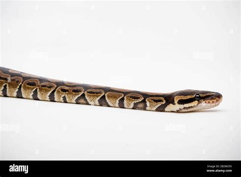A Royal Ball Python Python Regius Isolated On A White Background Stock Photo Alamy