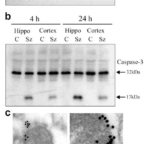 Release Of Cytochrome C And Caspase 3 Cleavage Following Experimental