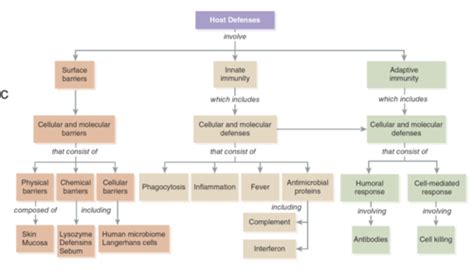 Immunology Flashcards Quizlet