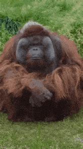 Orangutan Hammer  Orangutan Hammer Fixed Discover And Share S