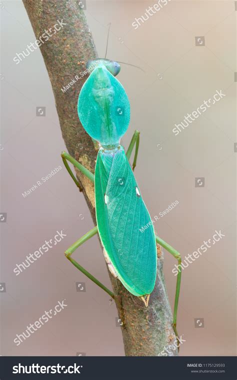 Giant Shield Mantis