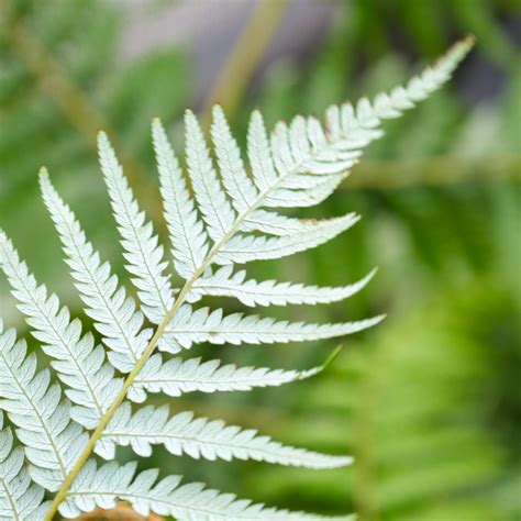Buy Cyathea Dealbata Online Southern Woods