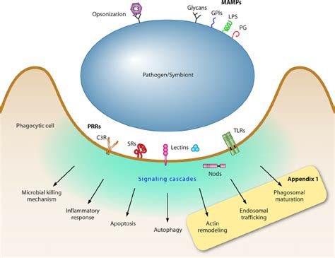 Host Microbe Signaling During Microbial Invasion And Host Phagocytosis