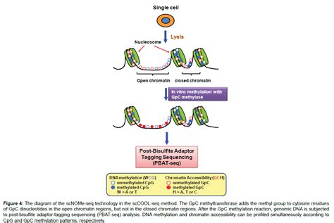 Emerging Techniques In Single Cell Epigenomics And Their Applications