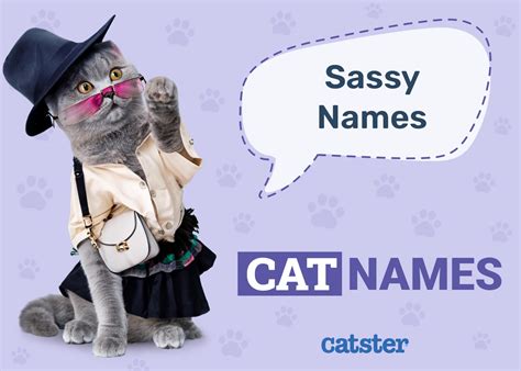 100 Sassy Cat Names Ideas For Bold And Feisty Cats Catster