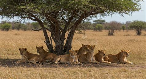 Pride Of Lions Resting Under Tree In African Savannah Landscape Stock