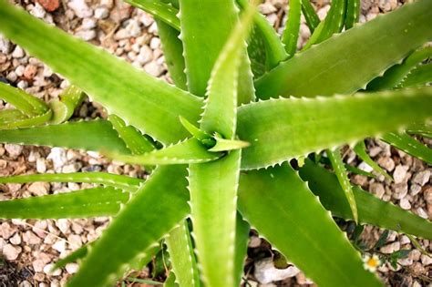 ¿qué Es La Sábila Aloe Plus Lanzarote