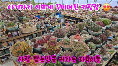 이쁜다육이 사고나면 다 끝일가요 주기적인 사랑이 다육이를 이쁘게 만들어 줍니다 묵둥이 창 국민이 수제화분 달콤한총각다육 Youtube