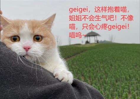 Html Web前端开发技术6（html5、css3、javascript ）div与span，盒模型，overflow——喵喵画网页 Csdn博客