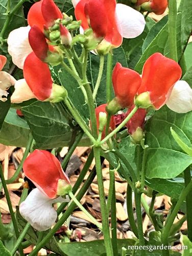 Hestia Dwarf Runner Beans Edible Container Flowers Renees Garden