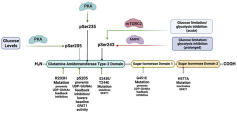 The Hexosamine Biosynthesis Pathway Regulation And Function Pmc