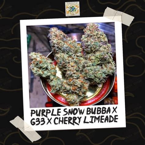 Purple Snow Bubba X Gelato 33 X Cherry Limeade Strain ️🍧