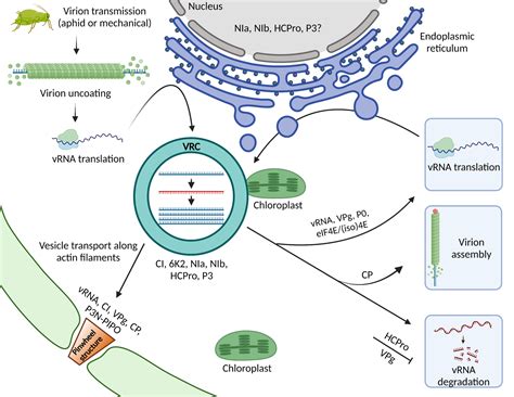 Plant Virus Diagram