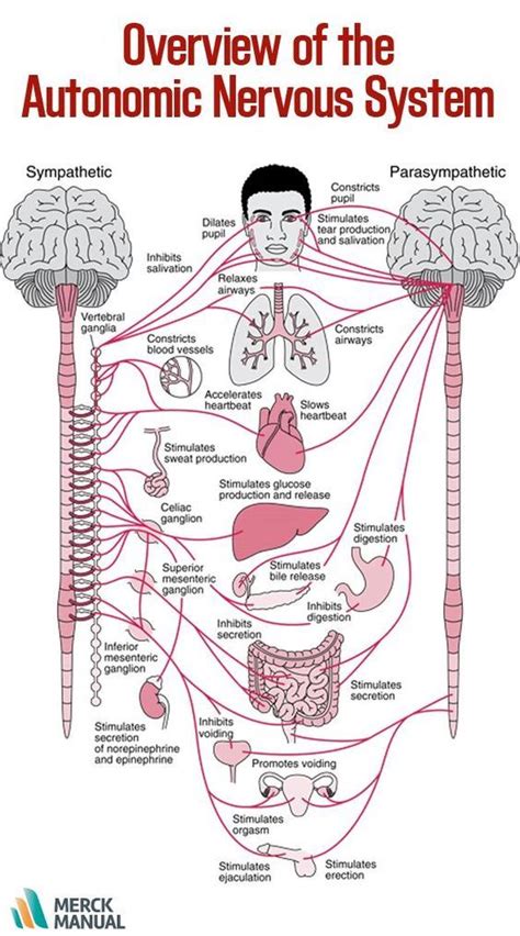 Many Organs Are Controlled Primarily By Either The Sympathetic Or The