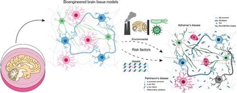 Functional Bioengineered Tissue Models Of Neurodegenerative Diseases Censo Biotechnologies
