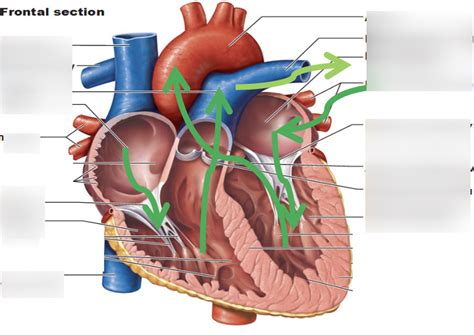 Direction Of Blood Flow Diagram Quizlet