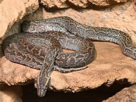 Python Sebae African Rock Python In Tropicario