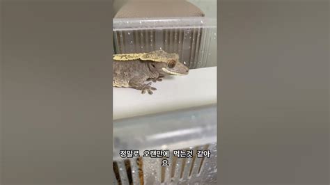 마뱀이 밀웜 먹기 도마뱀키우기 크레스티드게코 귀여움 크레 도마뱀 반려도마뱀 귀여운 Youtube