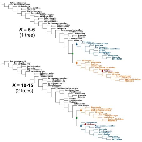 Two Examples Of Strict Consensus Trees As Obtained In Tnt Using Implied