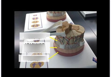 A P Lab Practical 1 2 Diagram Quizlet A P Lab Practical 1 2 Diagram Quizlet
