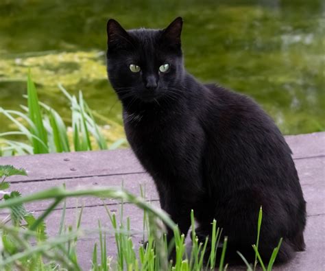 Fluffy Black Cat Breed